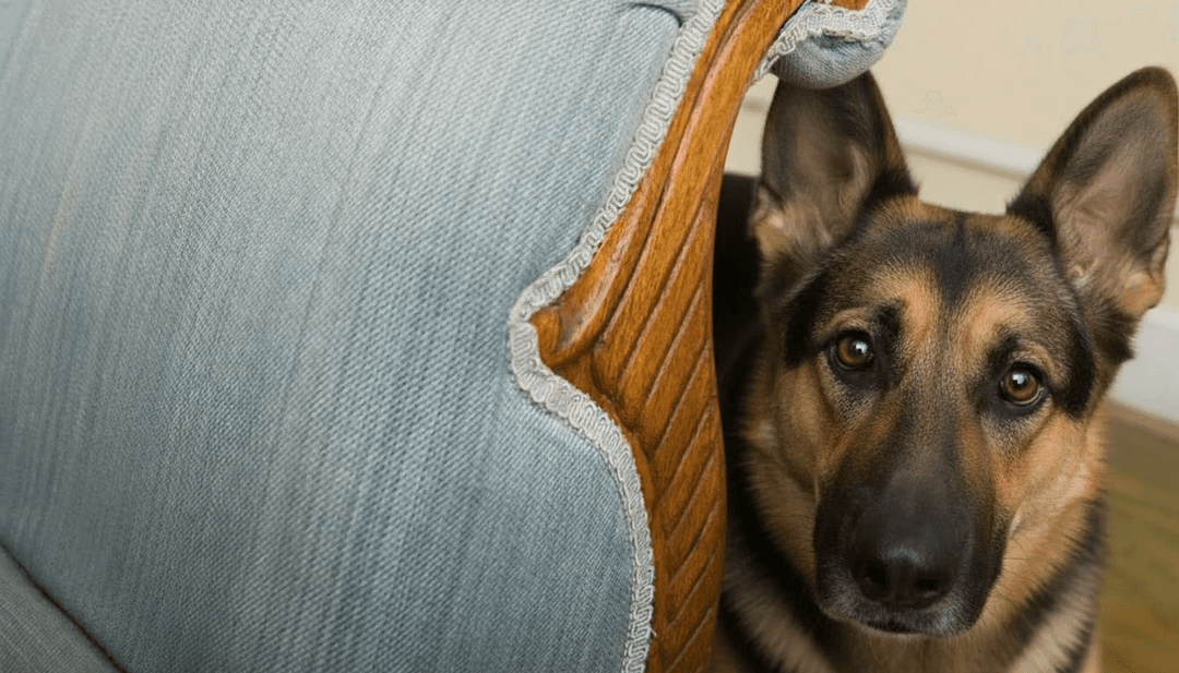 Dog Tail Meaning: Decode Wags, Positions, and Mood
